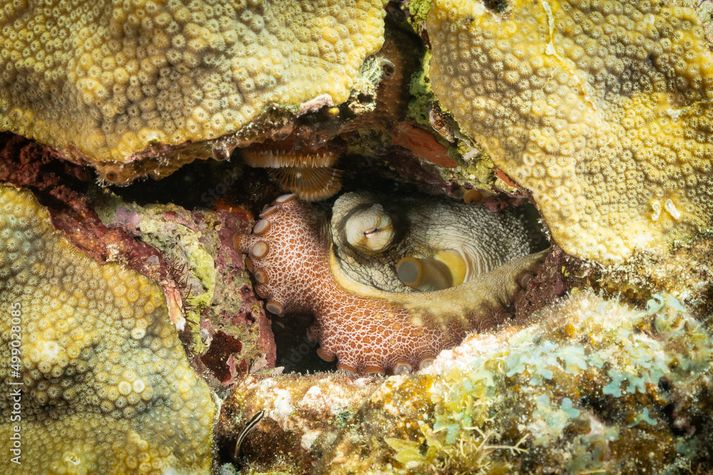 An octopus sleeping in a hole in the reef. The magnificent creature's ...