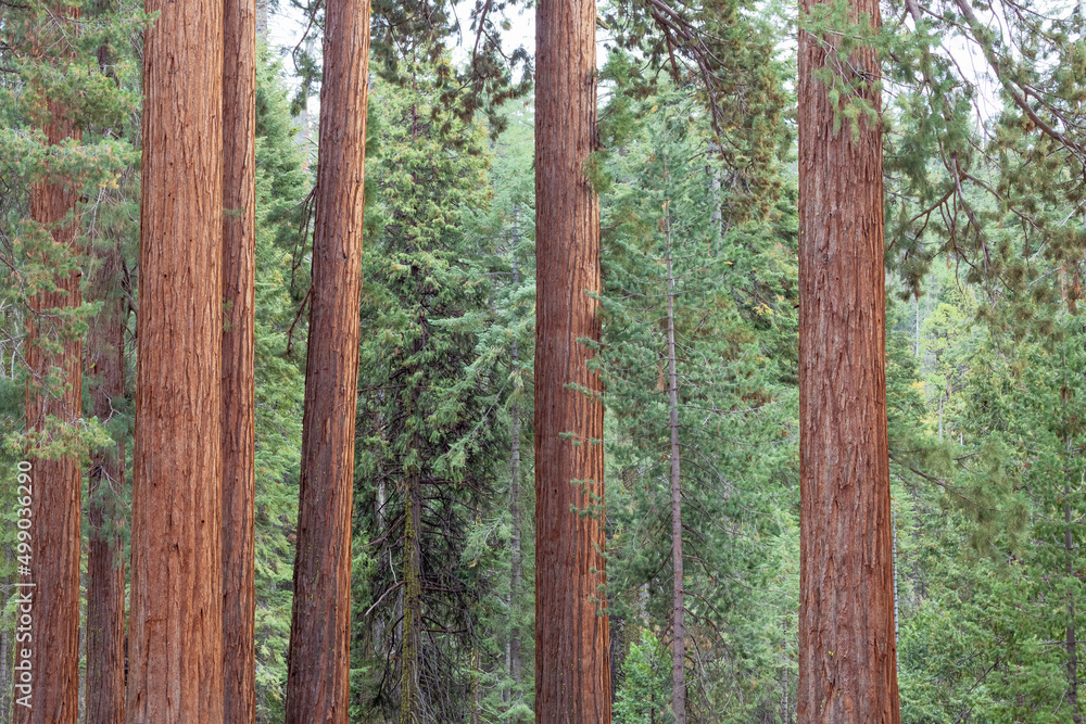 Redwood trees in a pine tree forest - Up close Stock-Foto | Adobe Stock