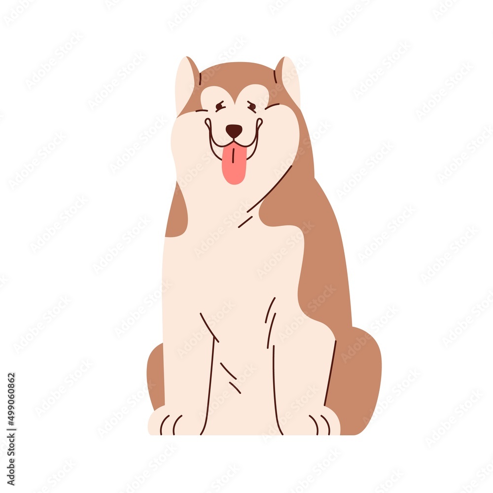 Cute Chinese Alaskan Malamute portrait. Funny canine animal sitting ...