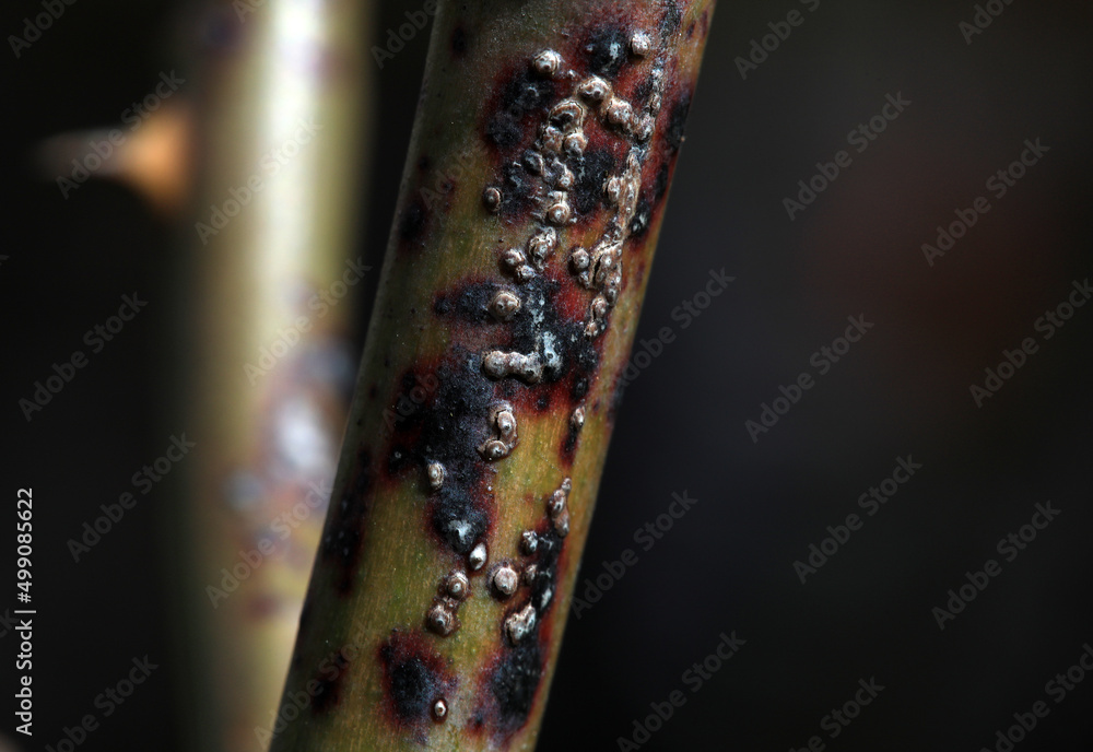 Plant disease in roses such as mildew or rust are common. Stem Blight ...