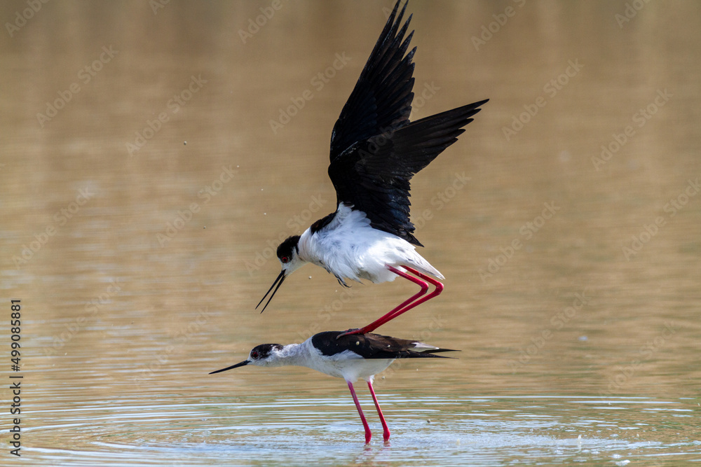black winged stilt hunting earthworms and insects marshes of europe ...