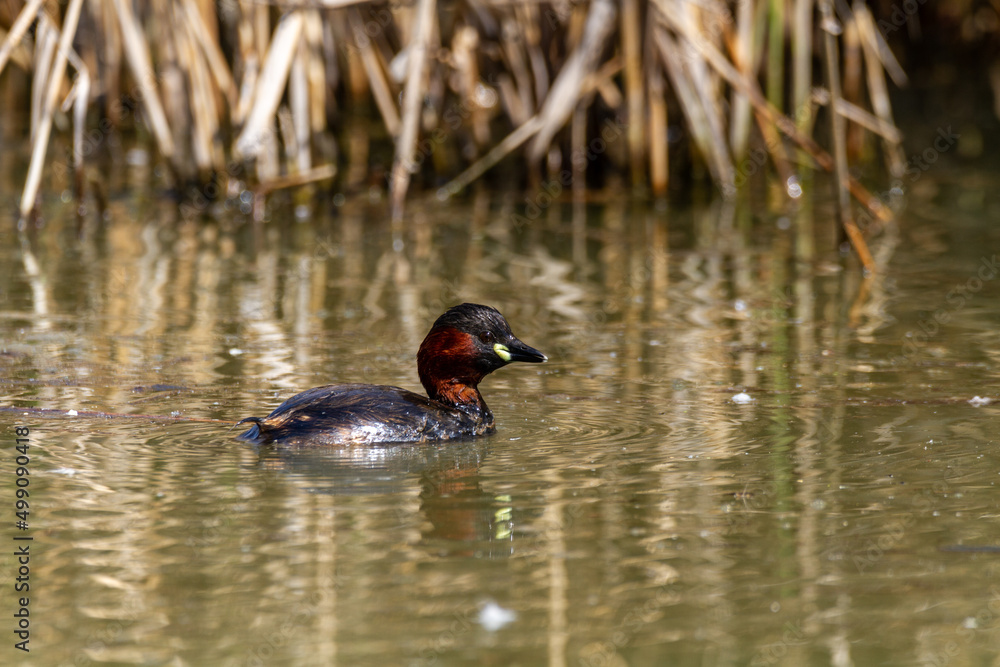 birds valleys of comacchio marshes po delta regional park italy foto de ...