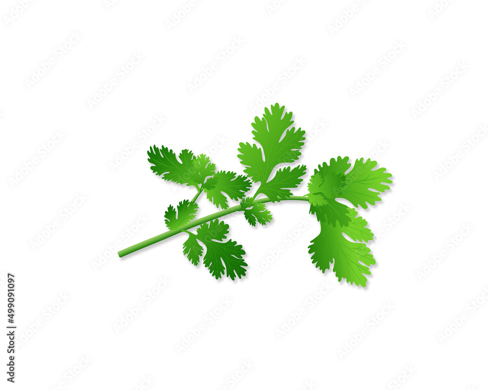 Coriander vector green leaves isolated on white background Stock Vector ...