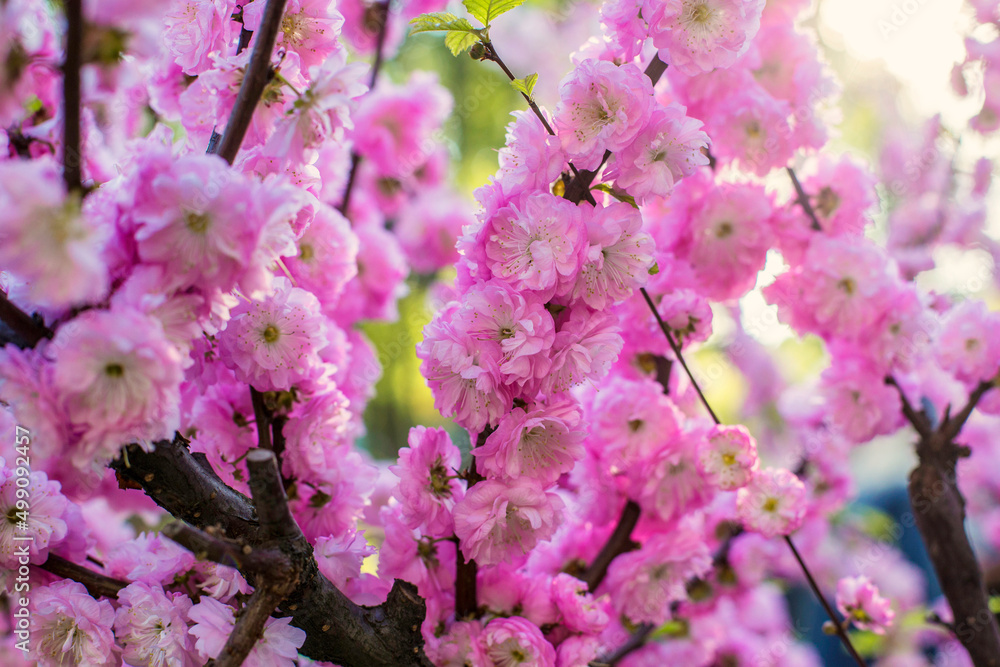 Beautiful bright pink cherry blossom with selective focus and soft ...