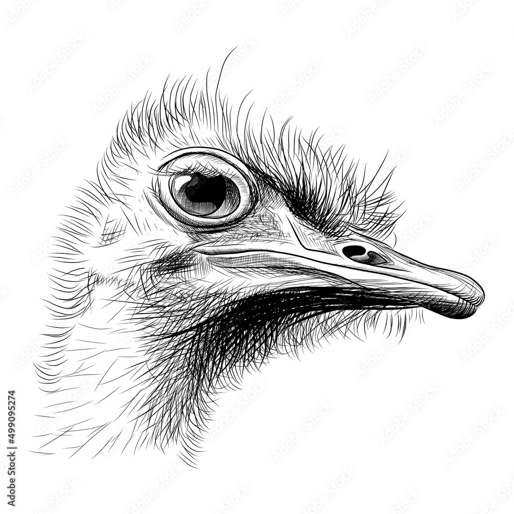 Ostrich Head Drawing