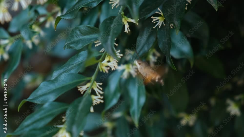 Hawk moth gray Sphingidae close-up. Collects nectar from flowers ...