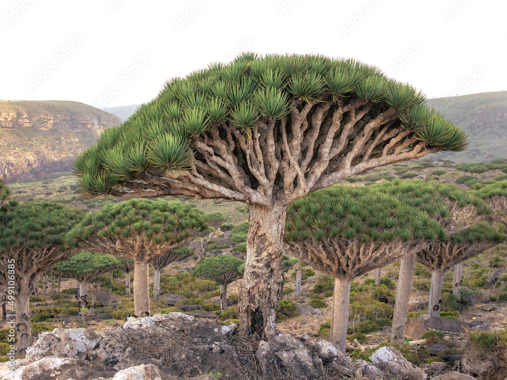 Endemic dragon blood tree forest in Arabian desert. Socotra, Yemen ...