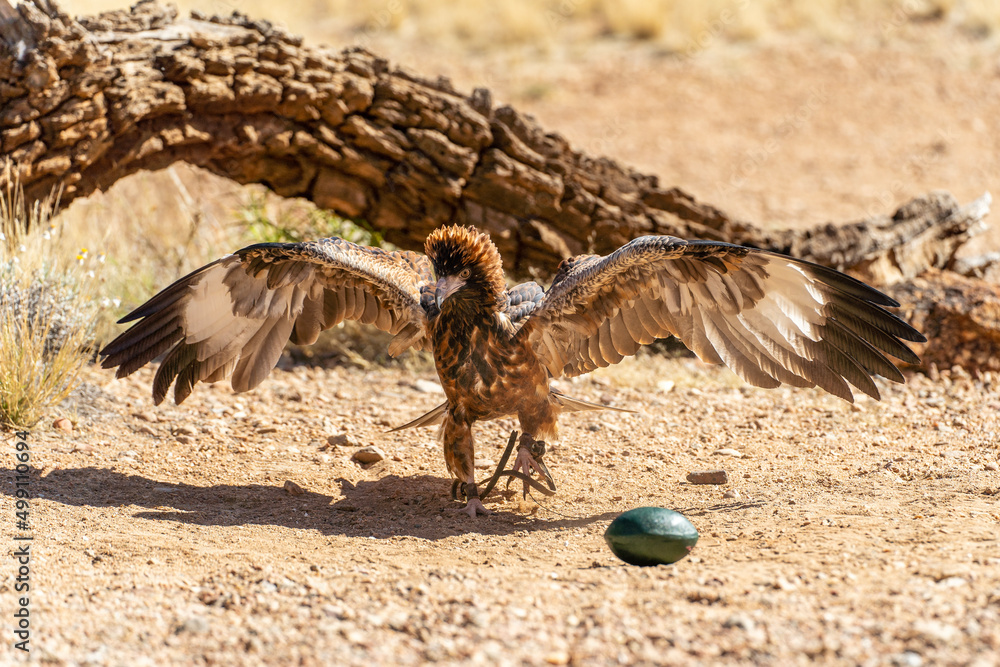 Australian wedge-tailed eagle approaching a prop egg during a zoo ...