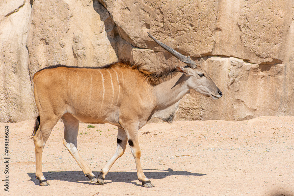 Common eland bull walking, Taurotragus oryx, also known as the southern ...