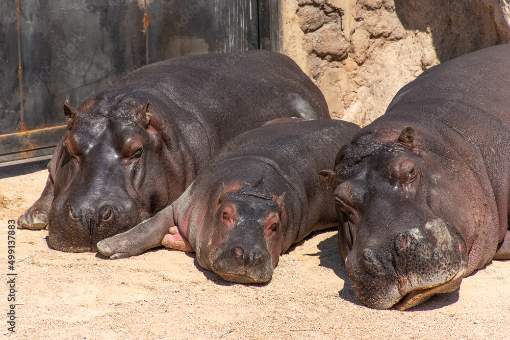 Beautiful family of hippopotamus or hippos sleeping in a zoo or ...