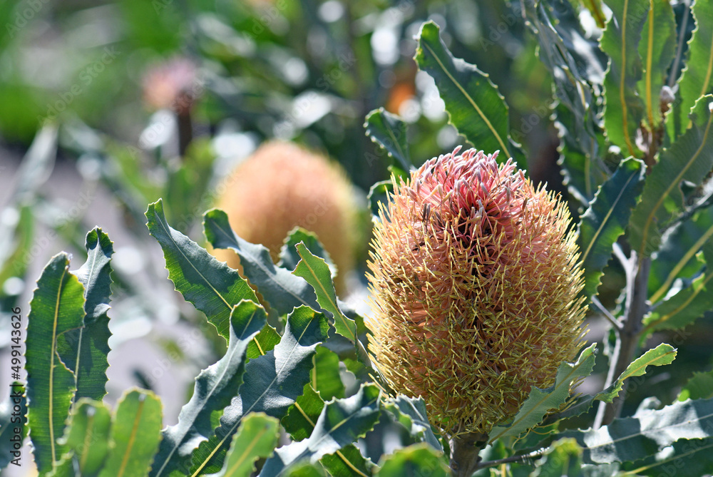 Pink orange flowers and grey green serrated leaves of the Australian ...