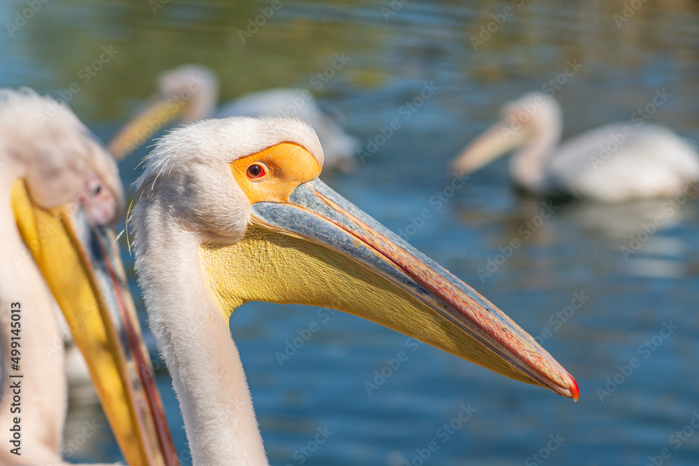 Details of the face of a beautiful American white pelican with a pond ...