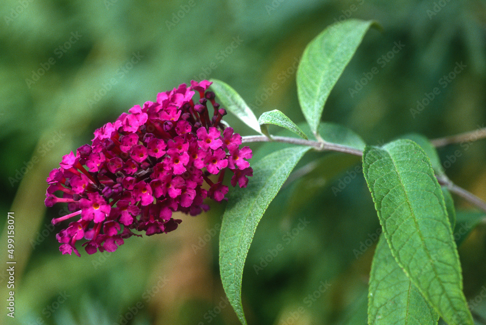 Foto de Buddleia de David, Buddleja davidii do Stock | Adobe Stock