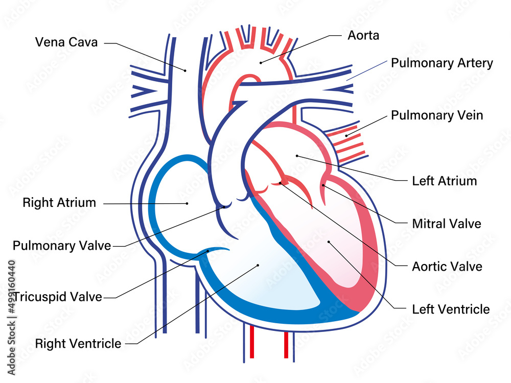 anatomy of the human heart, simple vector illustration with explanation ...