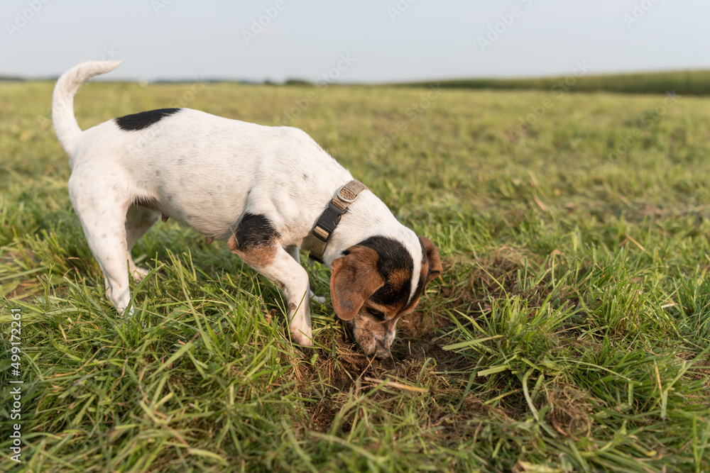 Small cute dog digging a hole in the ground in a meadow. Tricolor ...