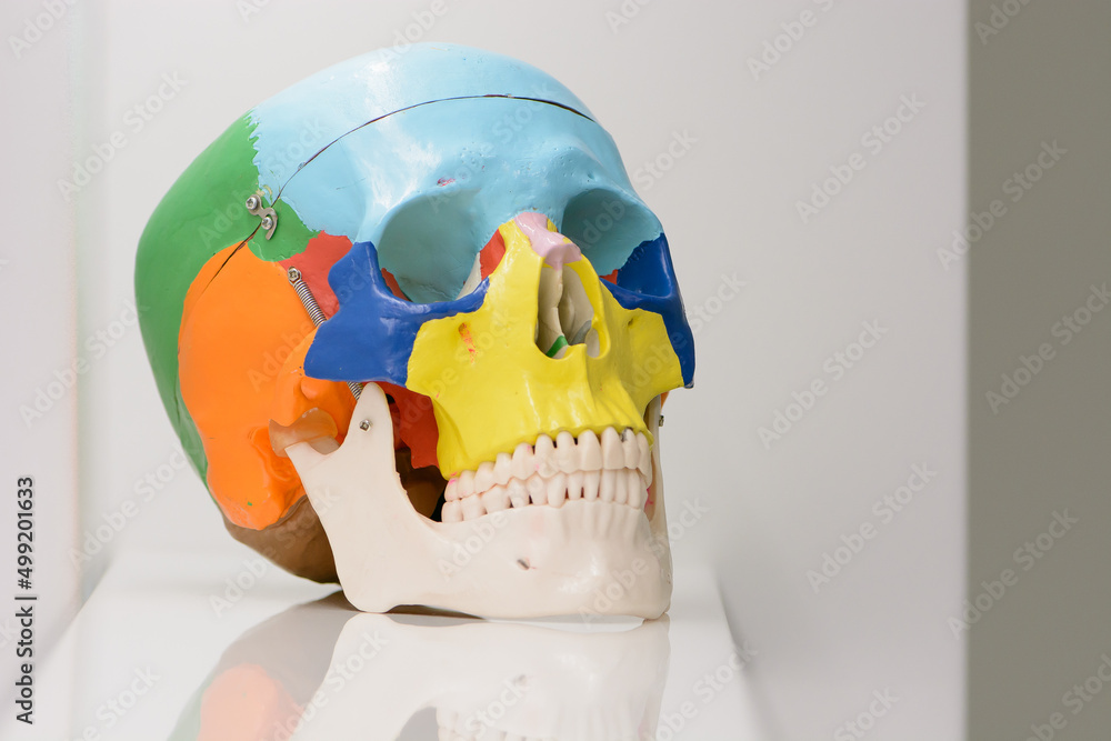 Three quarters view of coloured plastic educational model of a human ...