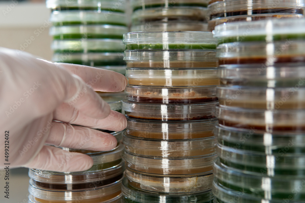 Selection and cultivation of mycelium. Mushroom cultivation around the ...
