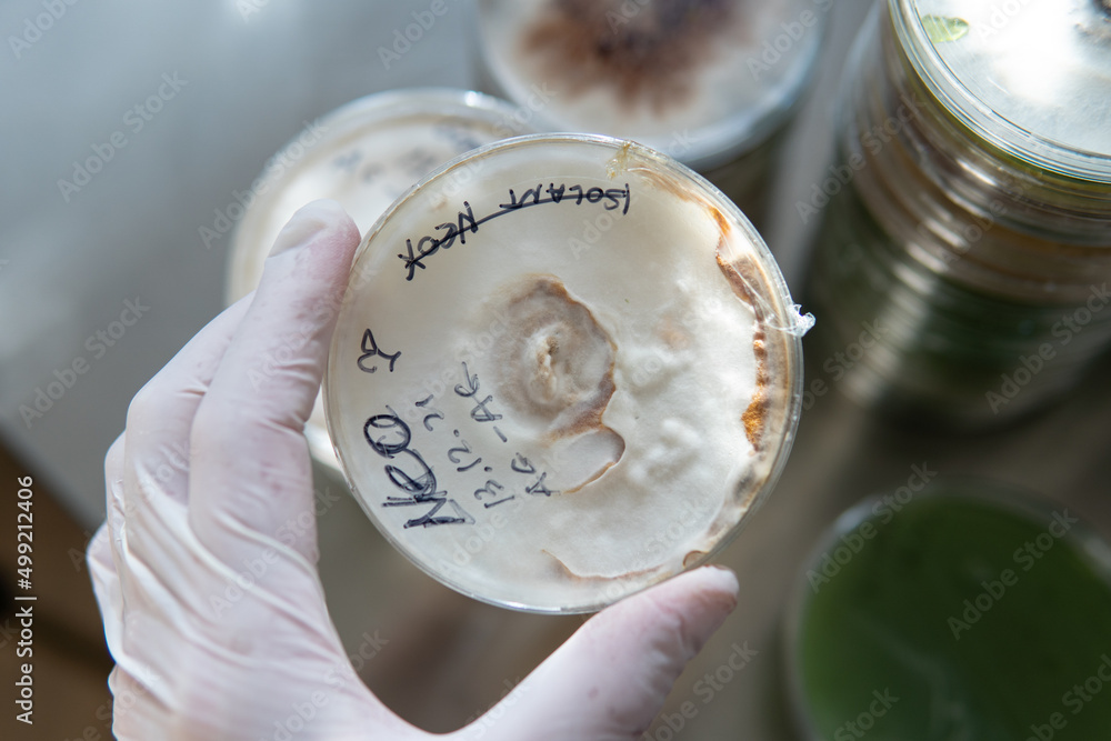 Selection and cultivation of mycelium. Mushroom cultivation around the ...