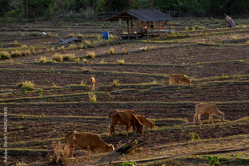 Asian cattle feeding in rice field before rice crop planting to help ...
