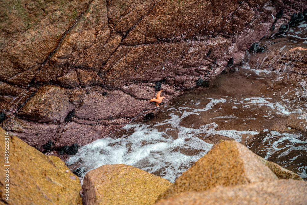 Orange starfish and black sea urchins clinging to rocks on the sea ...