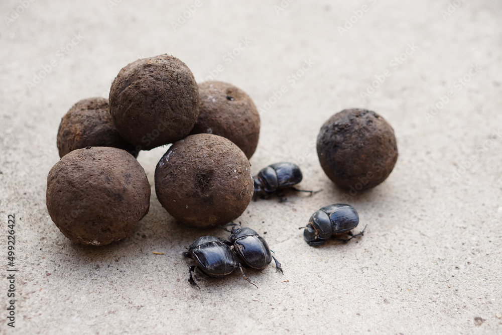 Pile of soil dung balls and dung beetles. Roll dung into round balls ...