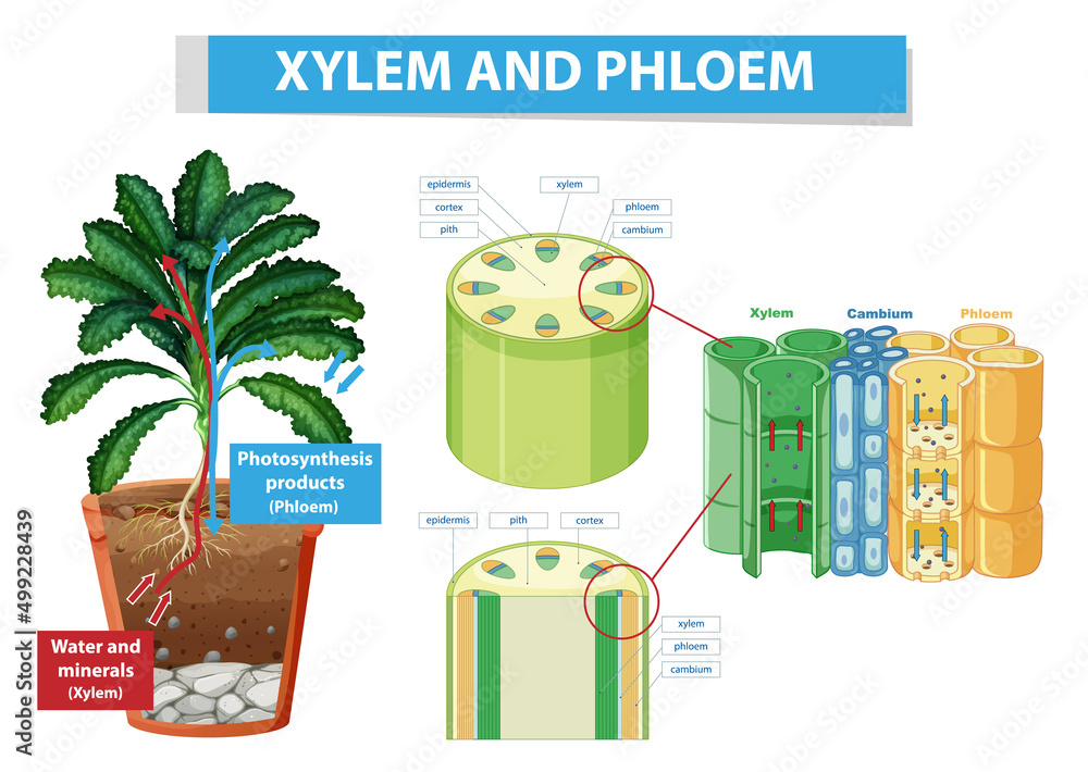 Diagram showing xylem and phloem in plant Stock Vector | Adobe Stock