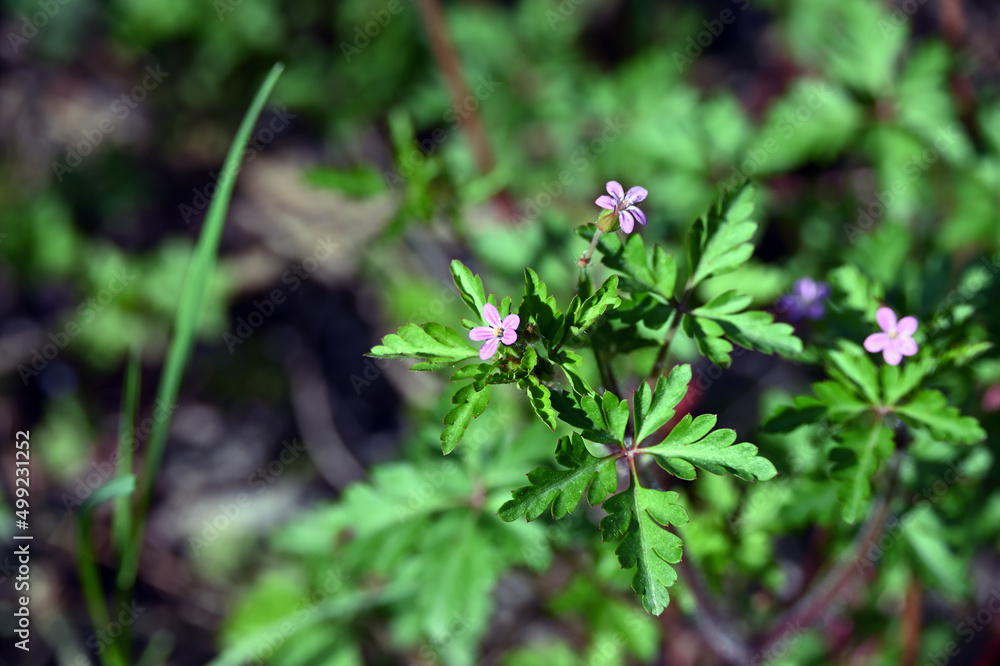 Geranium purpureum (little robin) is a herb (family Geraniaceae) with ...