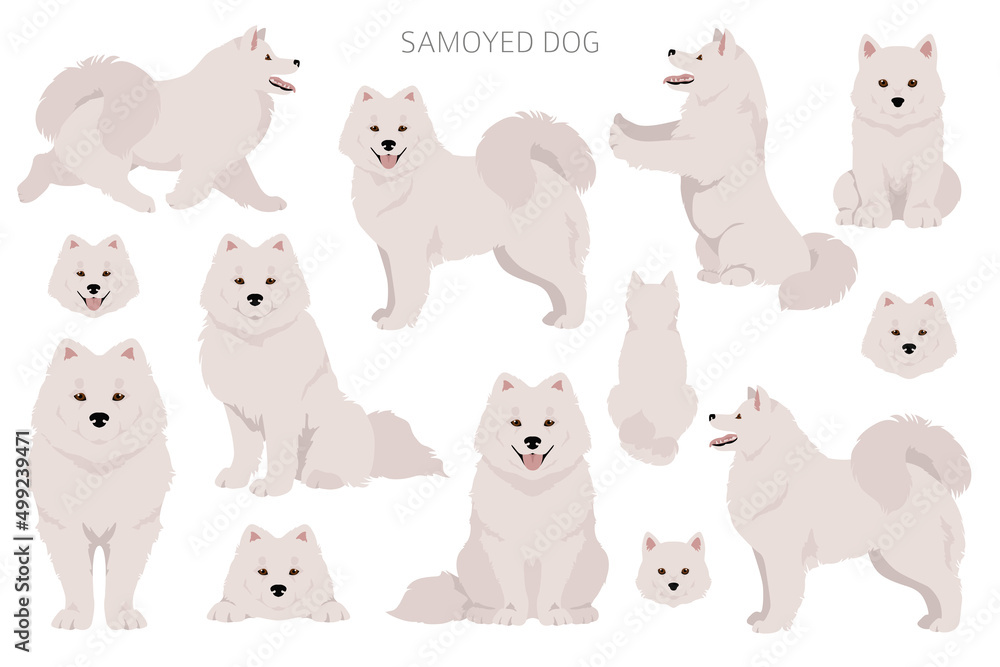 Samoyed dog clipart. Different poses, coat colors set Stock Vector ...