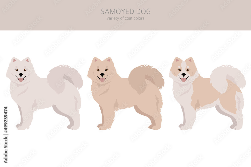 Samoyed dog clipart. Different poses, coat colors set Stock Vector ...