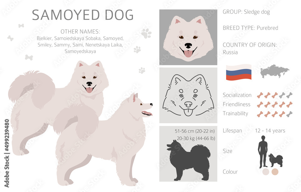 Samoyed dog clipart. Different poses, coat colors set Stock Vector ...