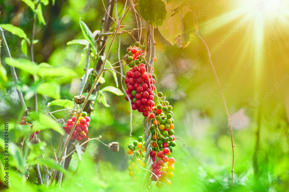 Tinospora cordifolia fruit, Heart-leaved moonseed fruits. herb. Stock ...