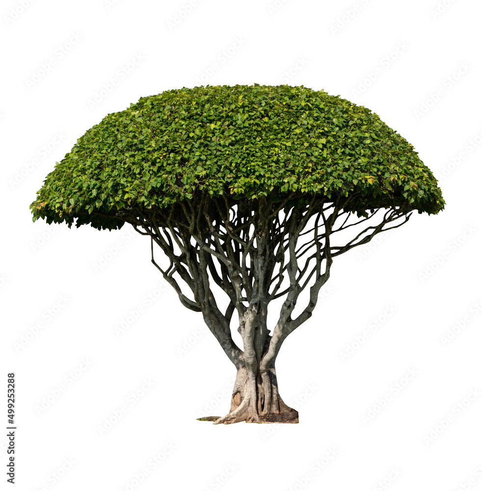 Ficus religiosa tree isolated on white background with clipping path ...