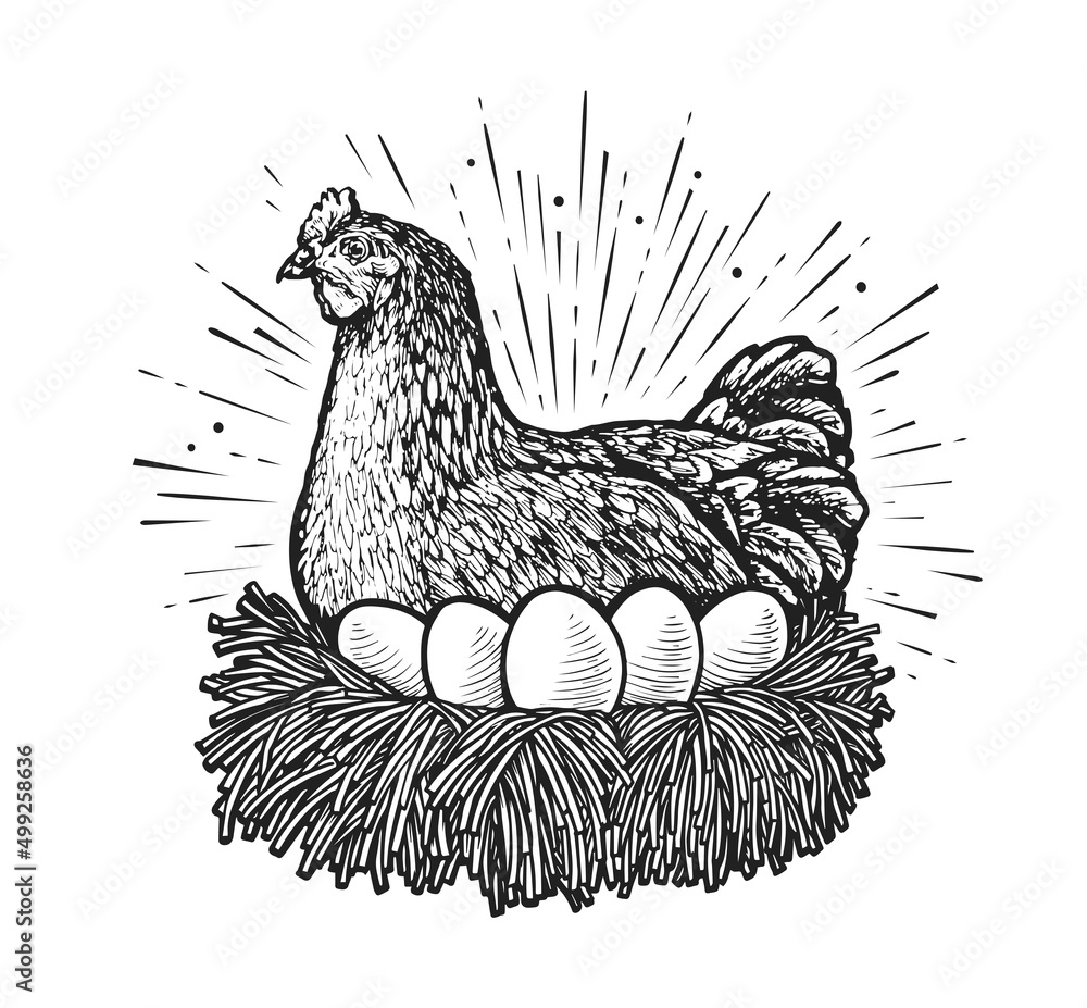 Laying hen in nest sketch vector. Farm chicken and eggs drawn in ...
