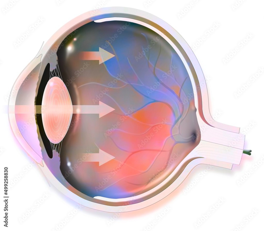Poster Anatomy of the eye whose arrows represent light and revealing ...