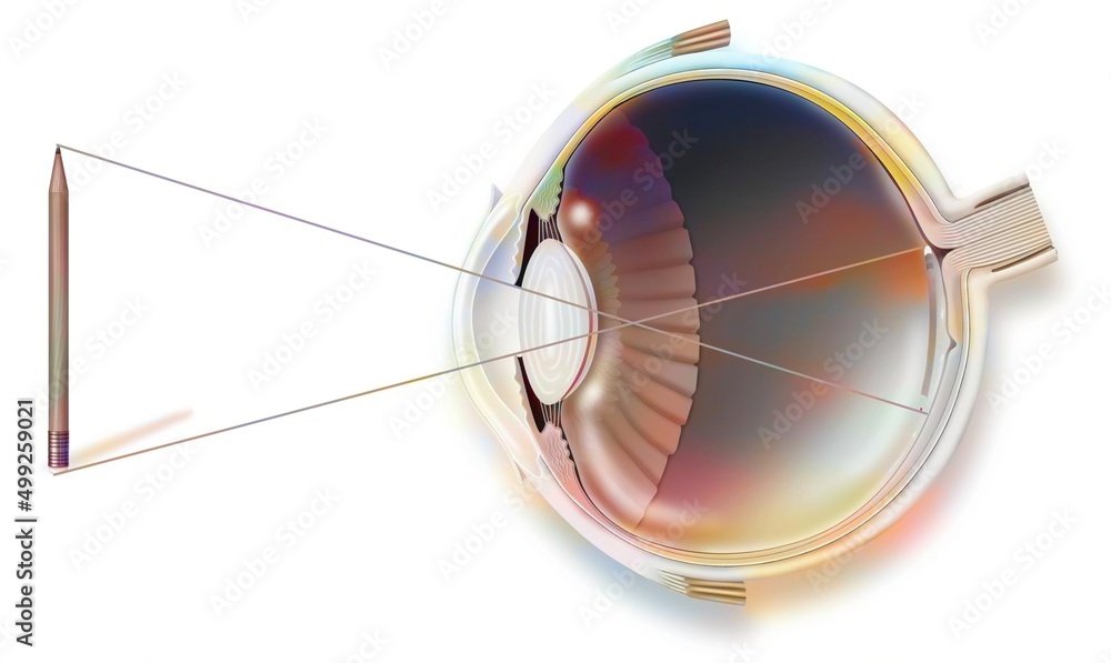 Anatomy of an eye and vision image reflection (pencil) on the retina ...