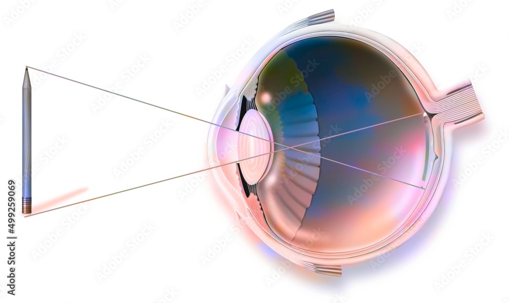 Anatomy of an eye and vision image reflection (pencil) on the retina ...
