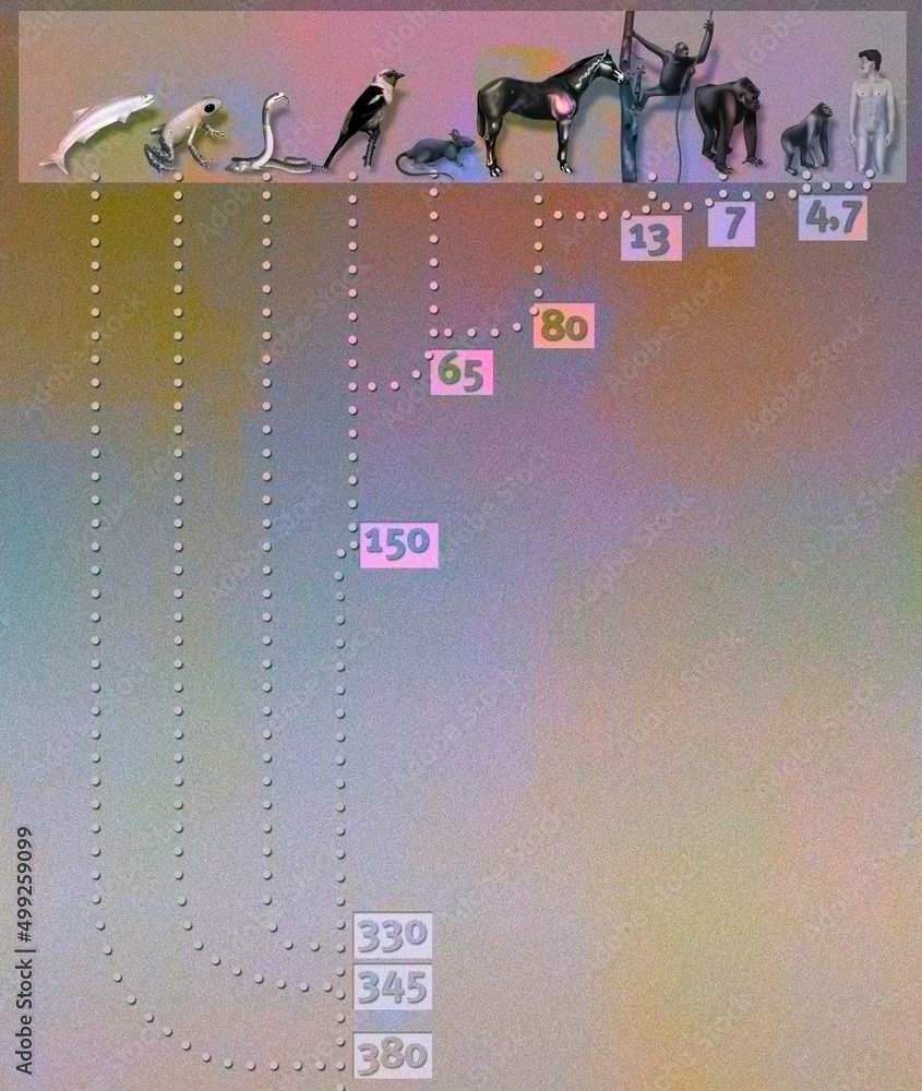 Representation in millions of years of the appearance and evolution ...