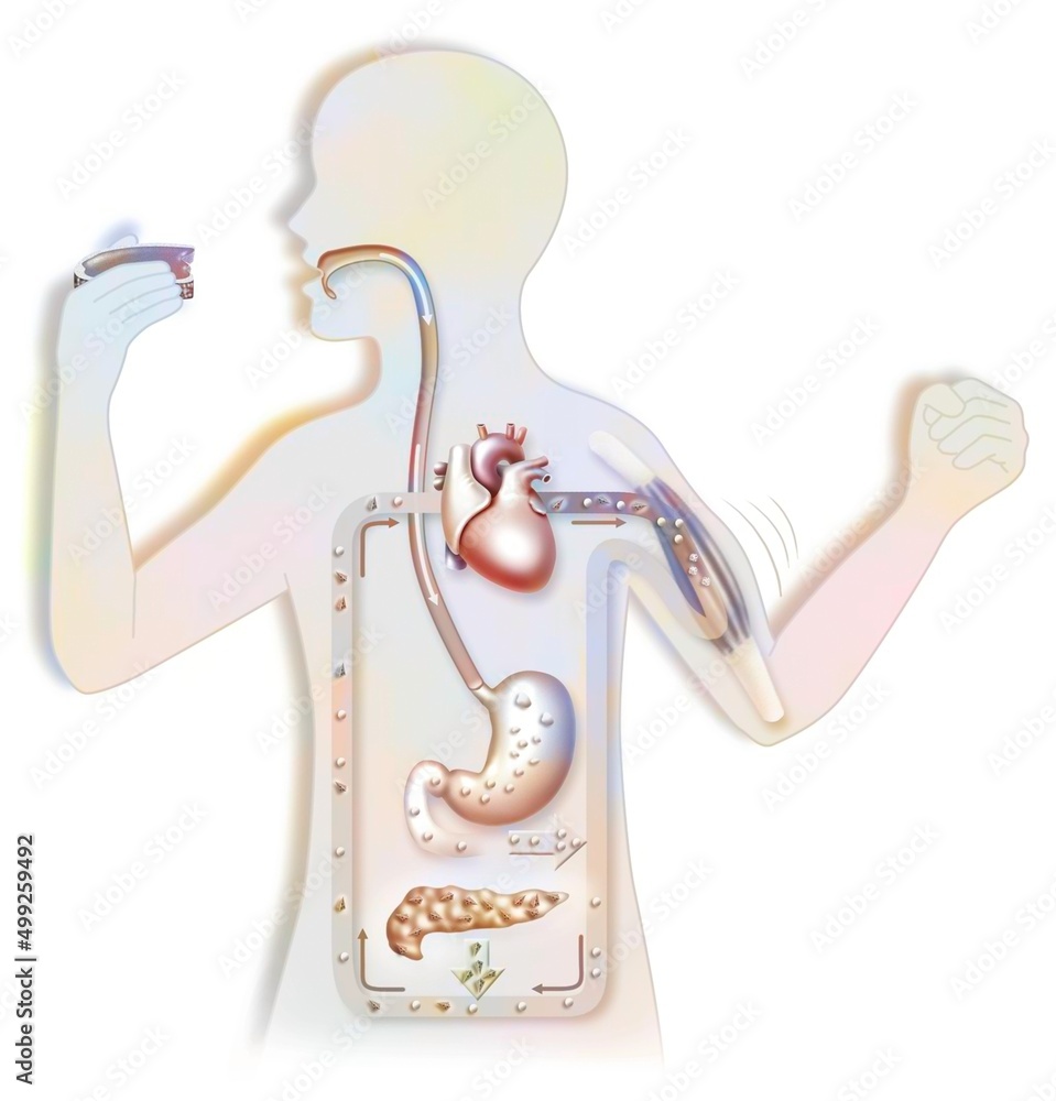 Diagram of the sugar cycle in a child's silhouette. Stock Illustration ...