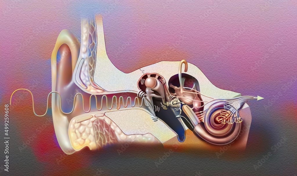Illustrazione Stock Anatomy of the ear showing the eardrum ossicles ...