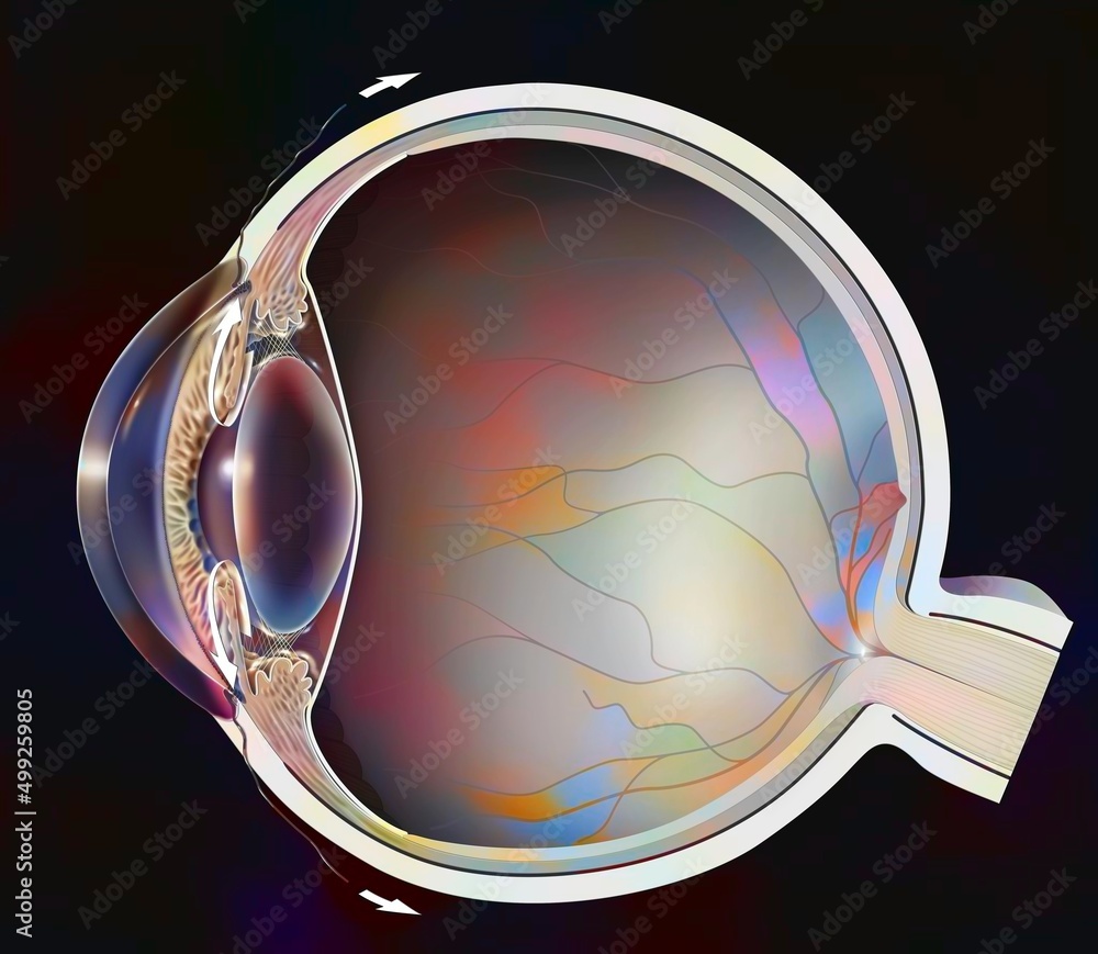 Normal eye with iridocorneal angle showing retina lens. Stock ...