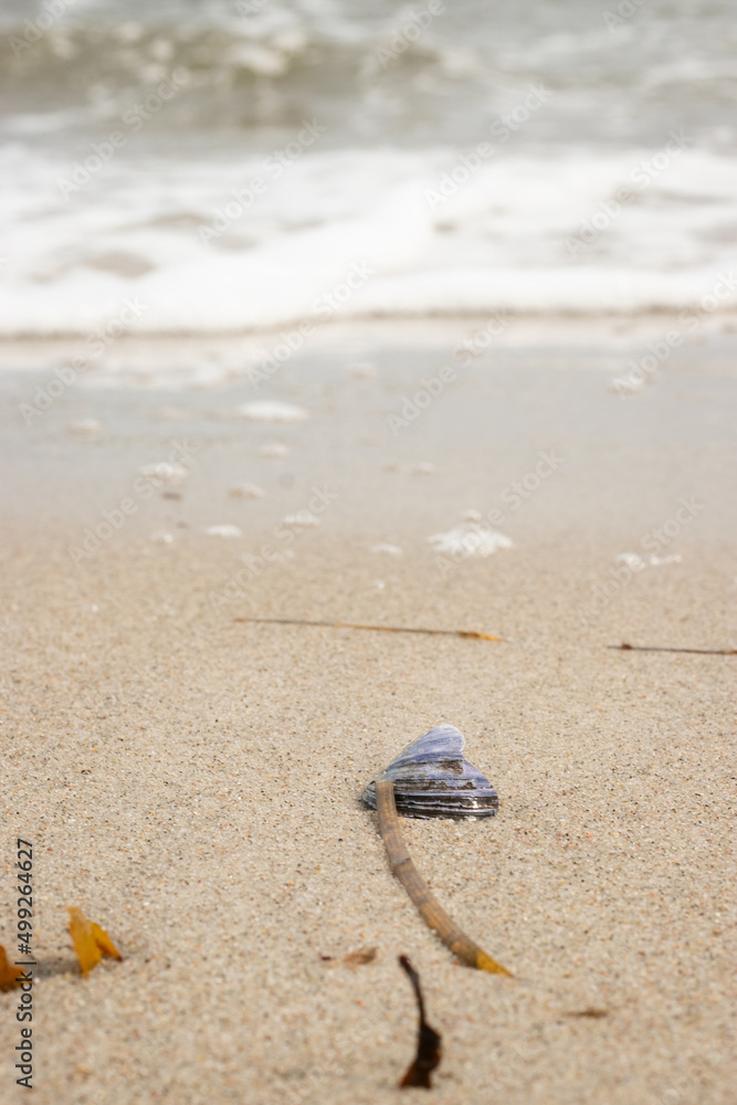 Muschel am Ostseestrand Stock Photo | Adobe Stock