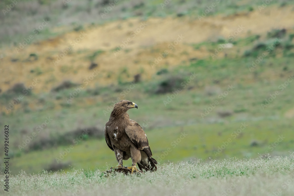 Steppe Eagle (Aquila nipalensis) feeds on carrion in the foothills of ...