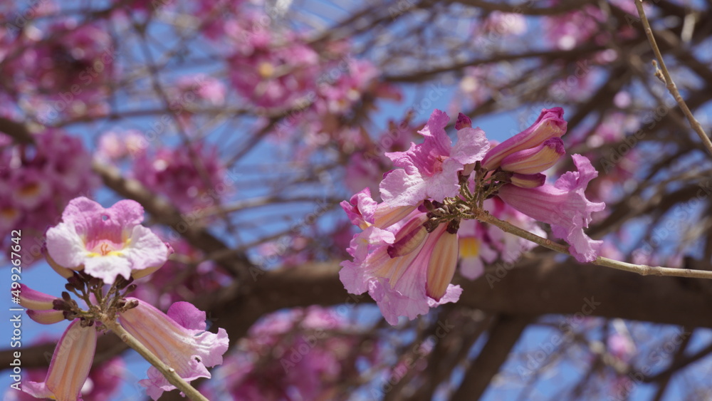 Foto de Pink trumpet tree (Handroanthus impetiginosus). Tabebuia rosea ...