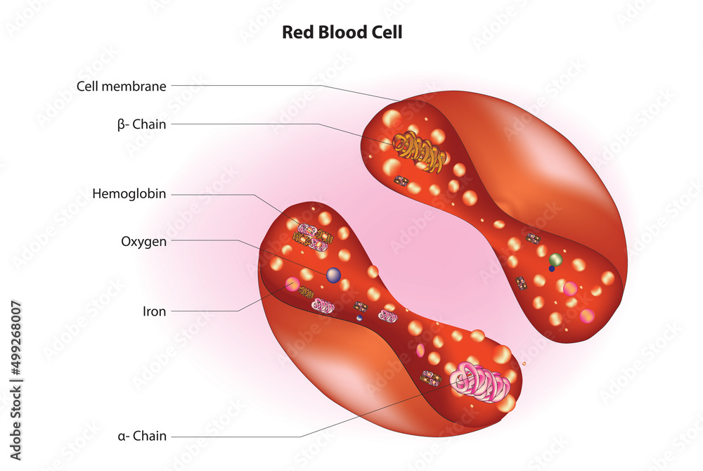 Structure of human red blood cell Stock Vector | Adobe Stock