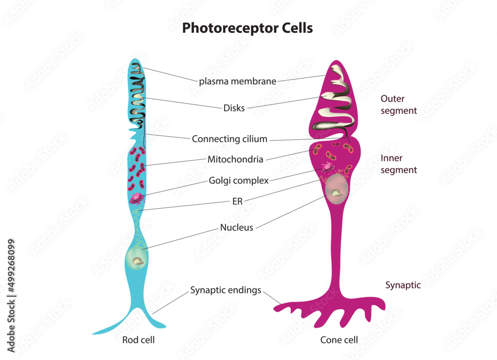 photoreceptor cells structure Stock Vector | Adobe Stock