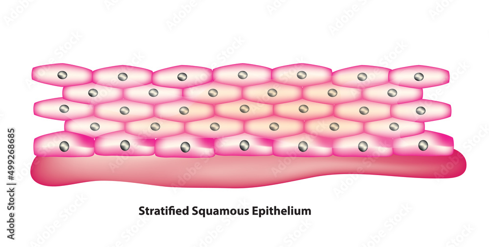 squamous (flattened) epithelial cells arranged in layers upon a basal ...