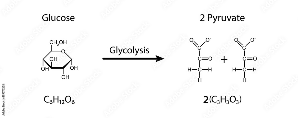 Basic Chemical Illustration of Glycolysis. Glucose Transformation to Two Molecules of Pyruvate ...