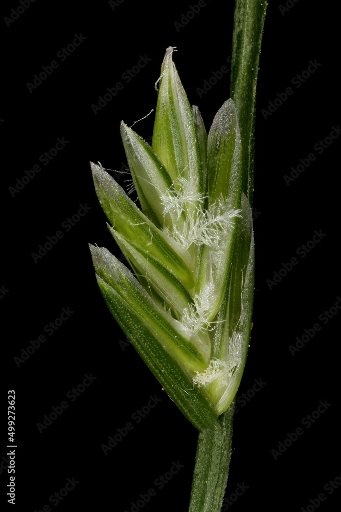 Perennial Rye Grass (Lolium perenne). Spikelet Closeup 素材庫相片 | Adobe Stock