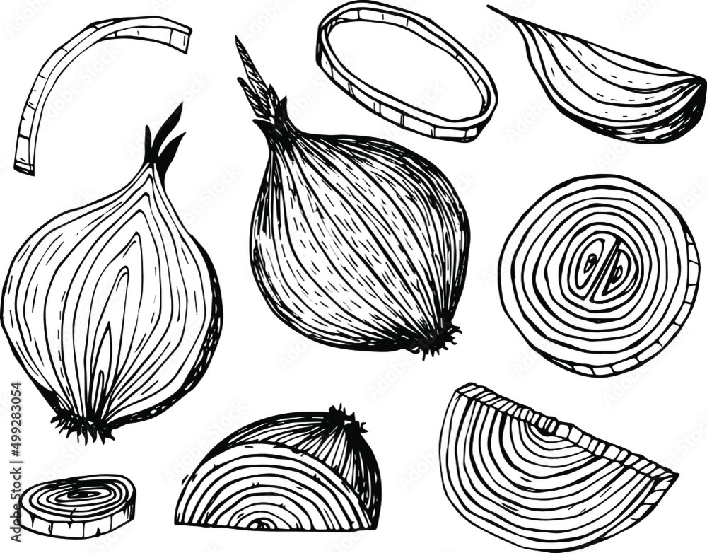 Onion outline drawn icon set. Pile of onion bulbs, bunch of fresh green ...