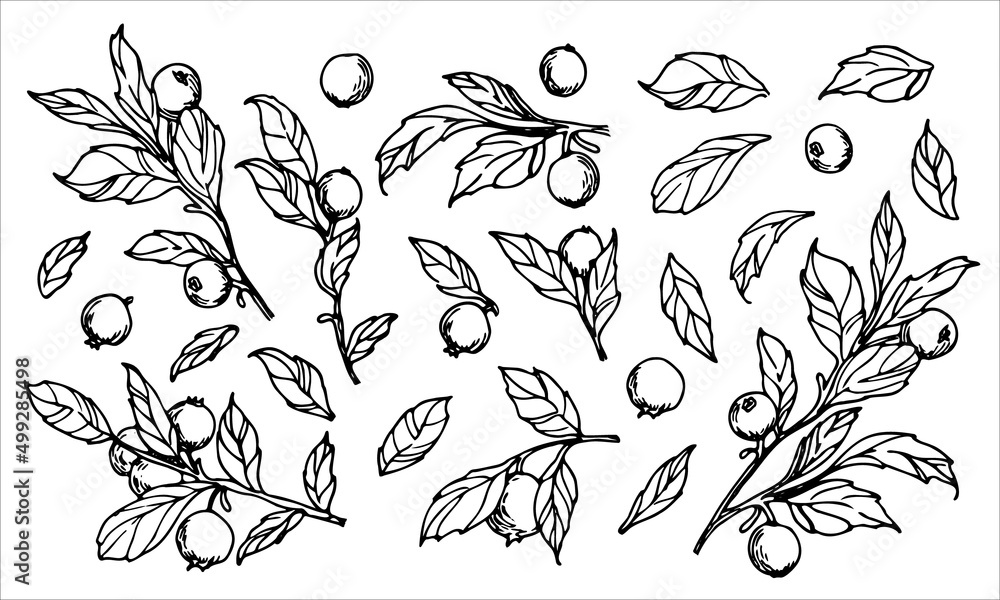 Vector black Berry. Hand drawn sketch of Blueberry in line art style ...